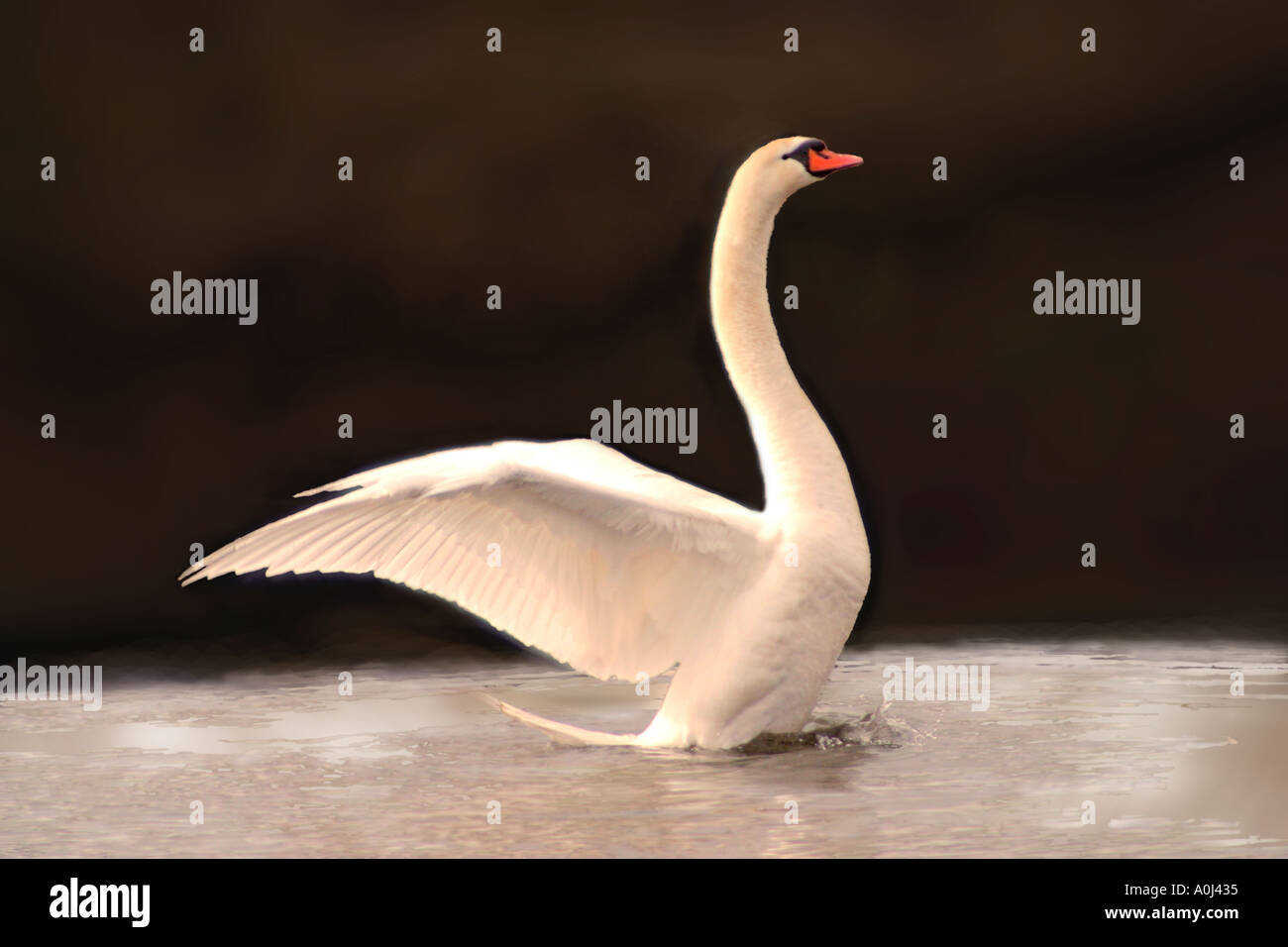 Ride a White Swan 2 Stock Photo - Alamy
