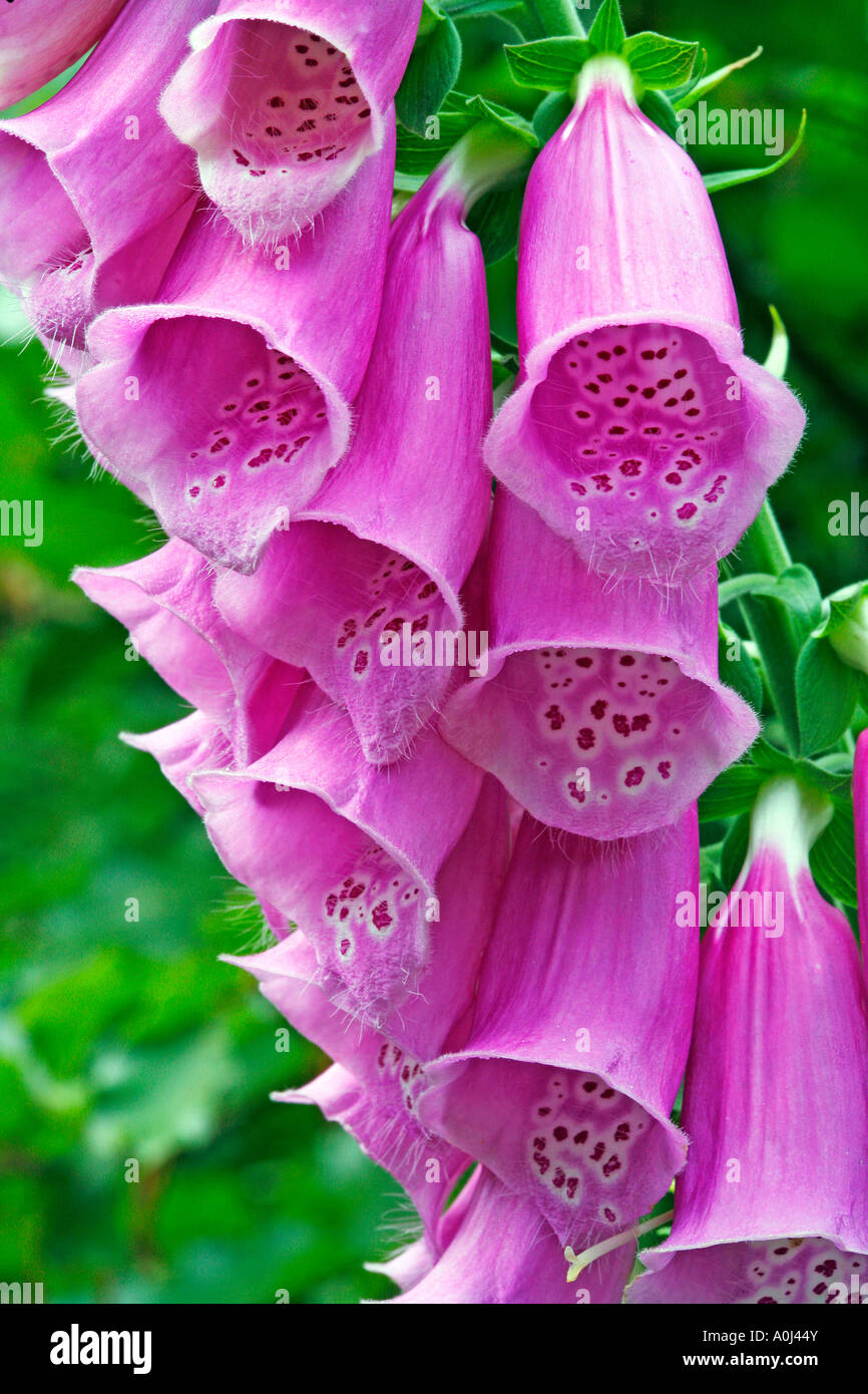 Blossom of the red digitalis (Digitalis purpurea Stock Photo - Alamy