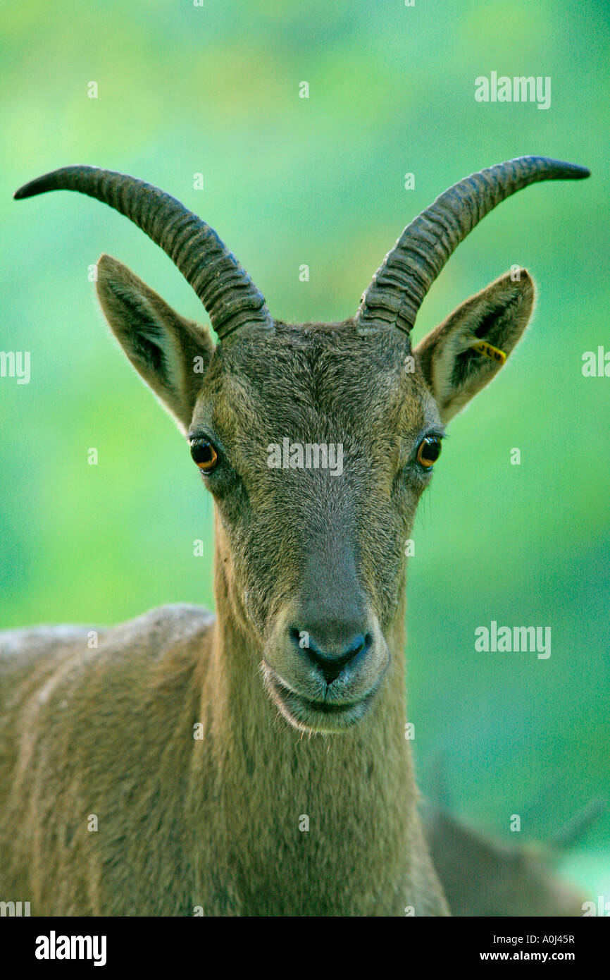 Ibex eye hi-res stock photography and images - Alamy