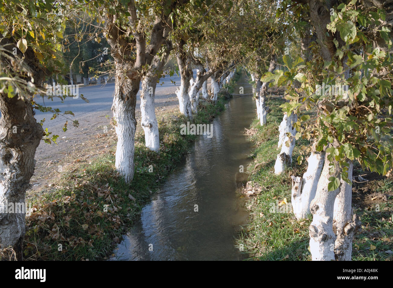 Row of trees on a channel Uzbekistan Stock Photo - Alamy