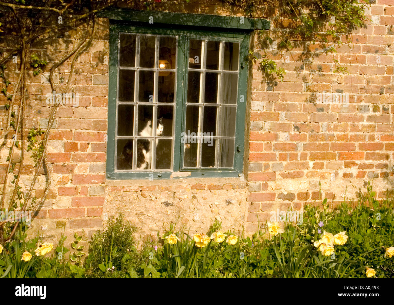 Cat in Window of Thomas Hardy s House Stock Photo - Alamy