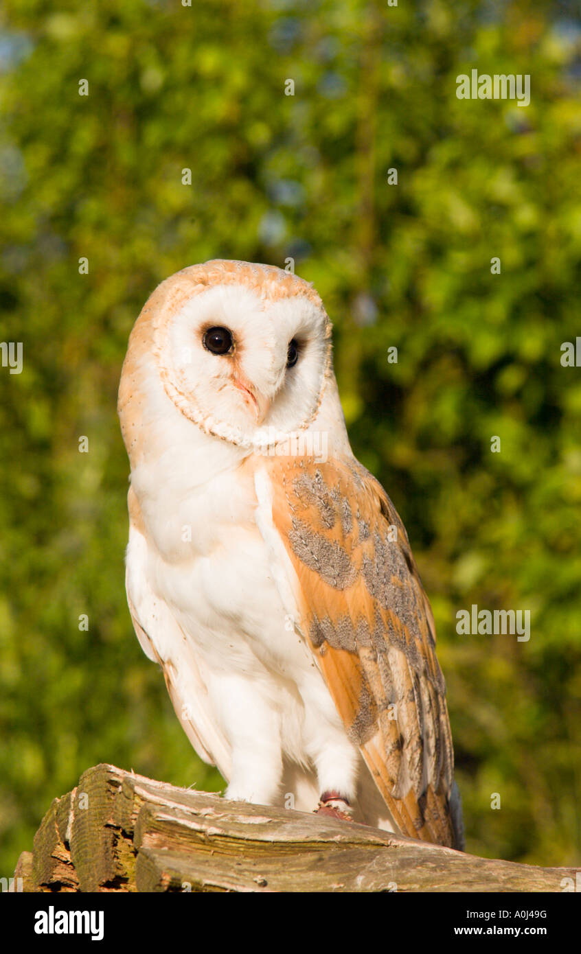 Close-up of A Barn Owl Stock Photo - Alamy