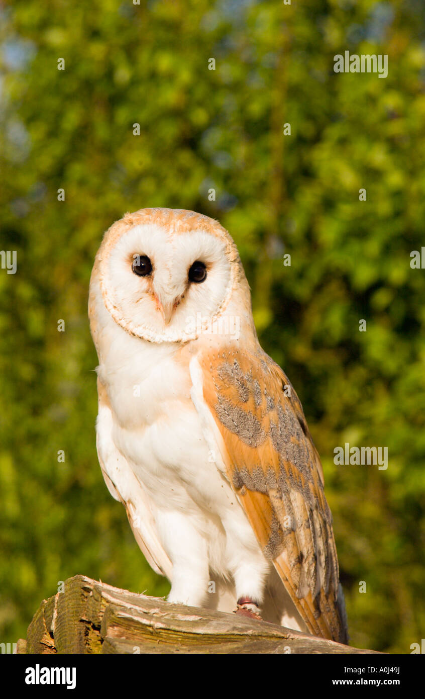 Close-up of A Barn Owl Stock Photo - Alamy