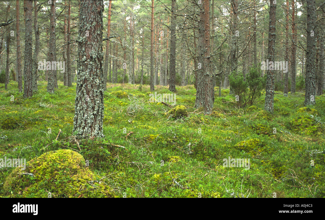 Caledonian pine tree in scottish hi-res stock photography and images ...
