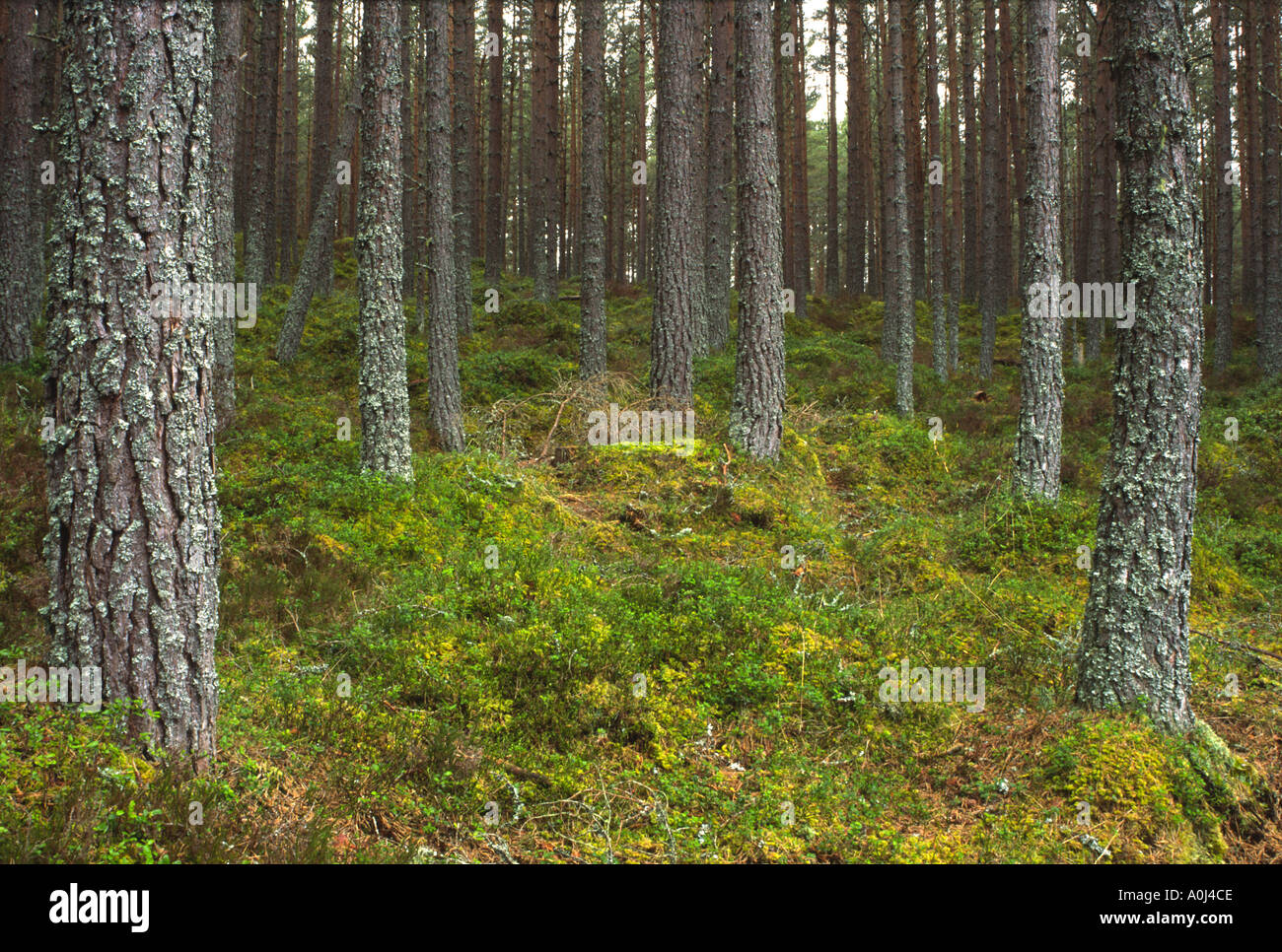 Caledonian pine tree in scottish hi-res stock photography and images ...