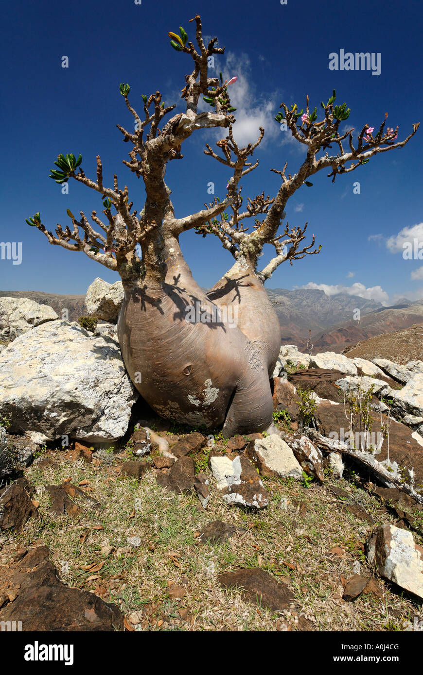 Socotra Desert Rose or Bottle Tree, adenium obesum sokotranum, Socotra ...