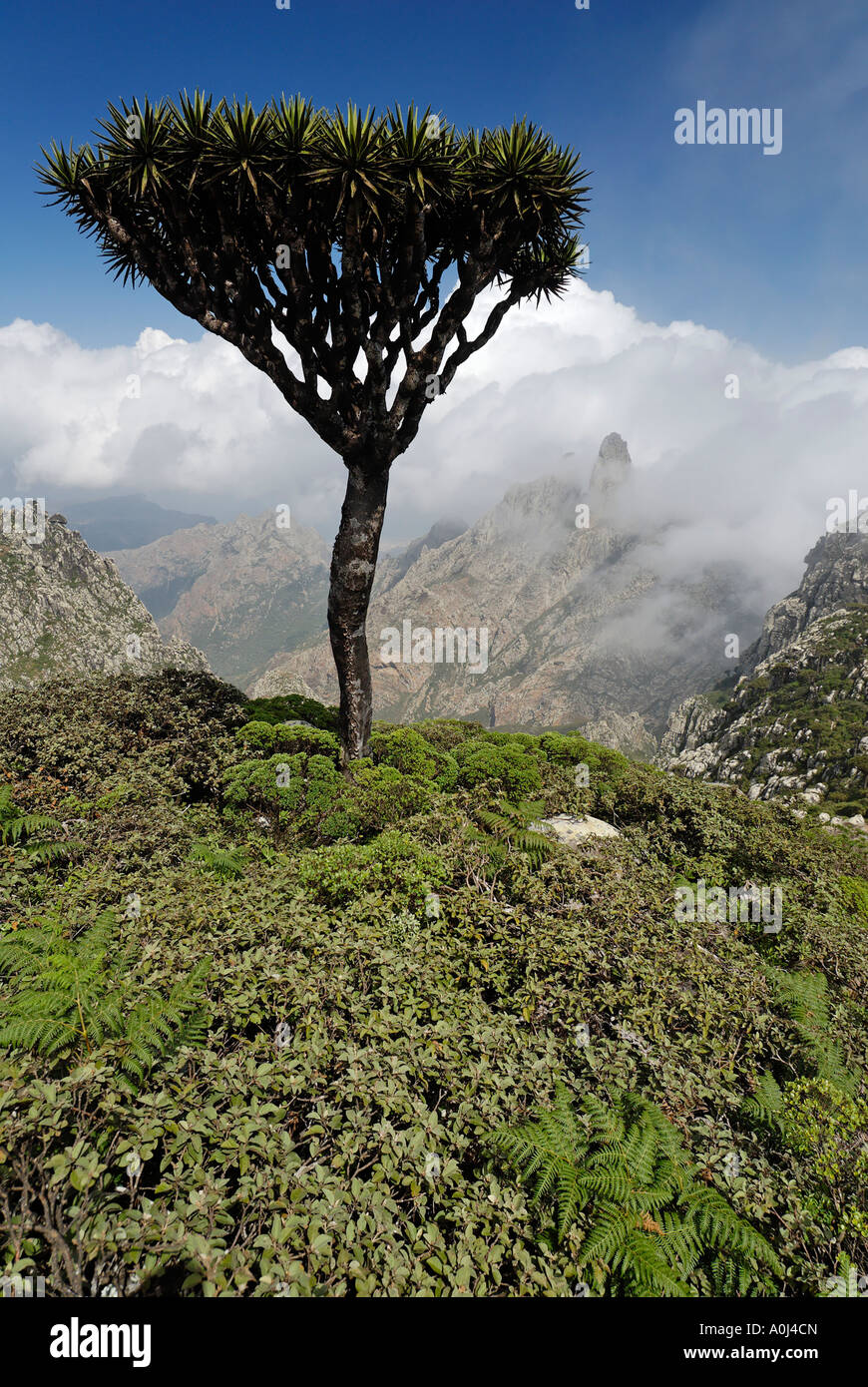 Dragon´s Blood Tree in the Haggir mountains, Socotra island, UNESCO ...