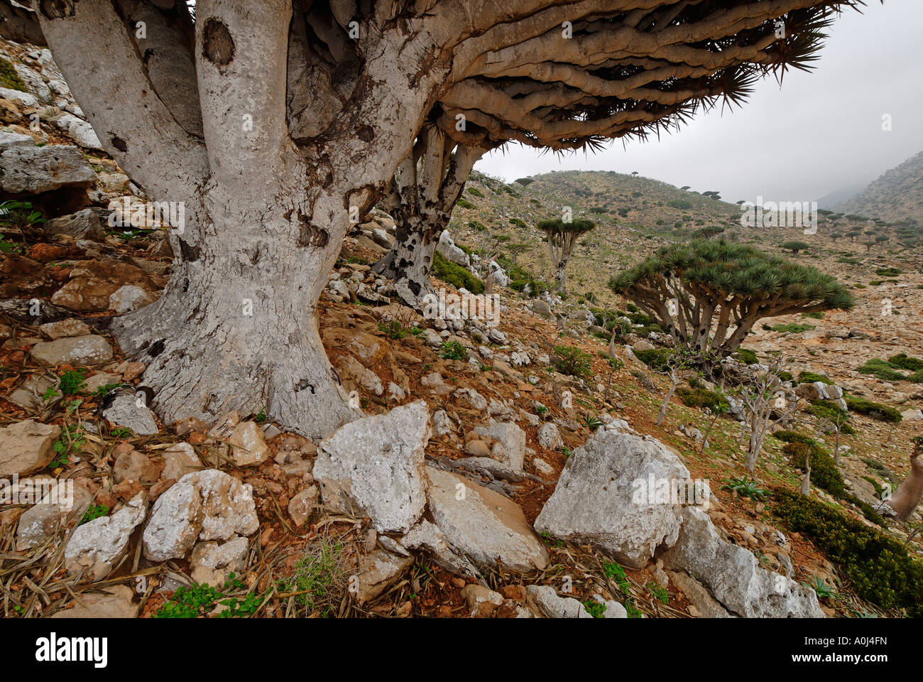 Dragon´s Blood Tree on Homhil Plateau, Socotra island, UNESCO World ...