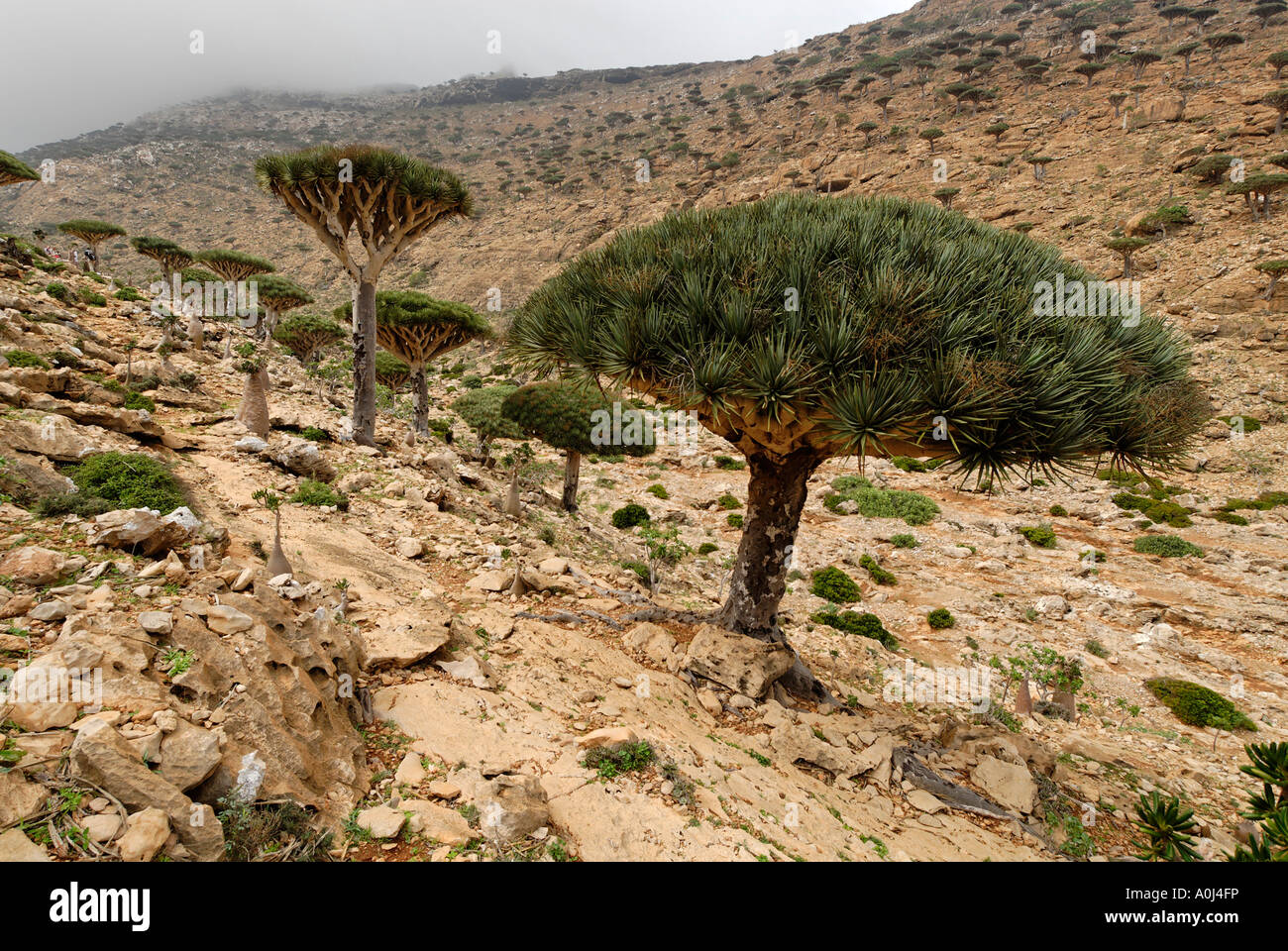 Dragon´s Blood Tree on Homhil Plateau, Socotra island, UNESCO World ...