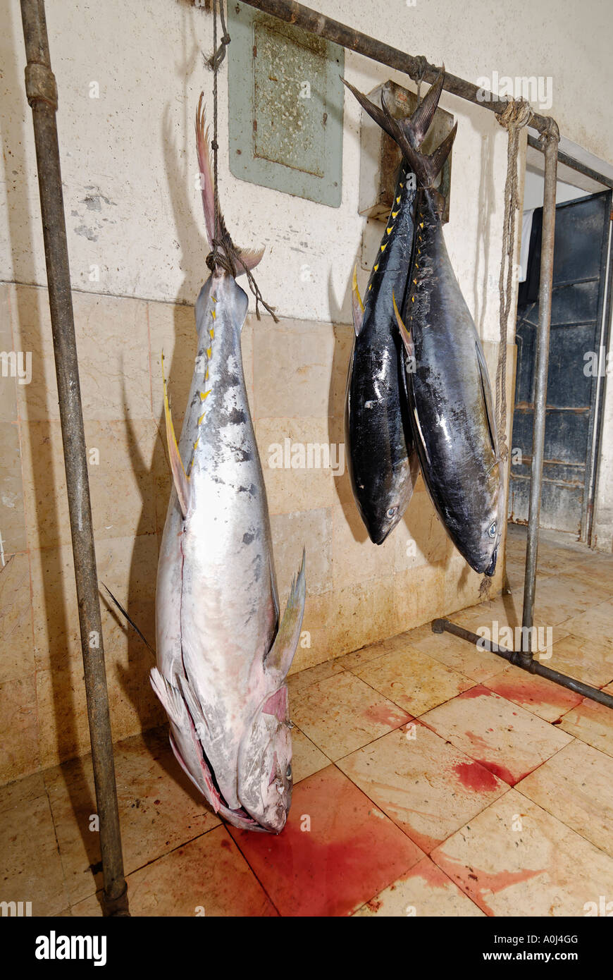 Yellow fin tuna, fish market at Al Mukalla, Mukalla, Yemen Stock Photo ...