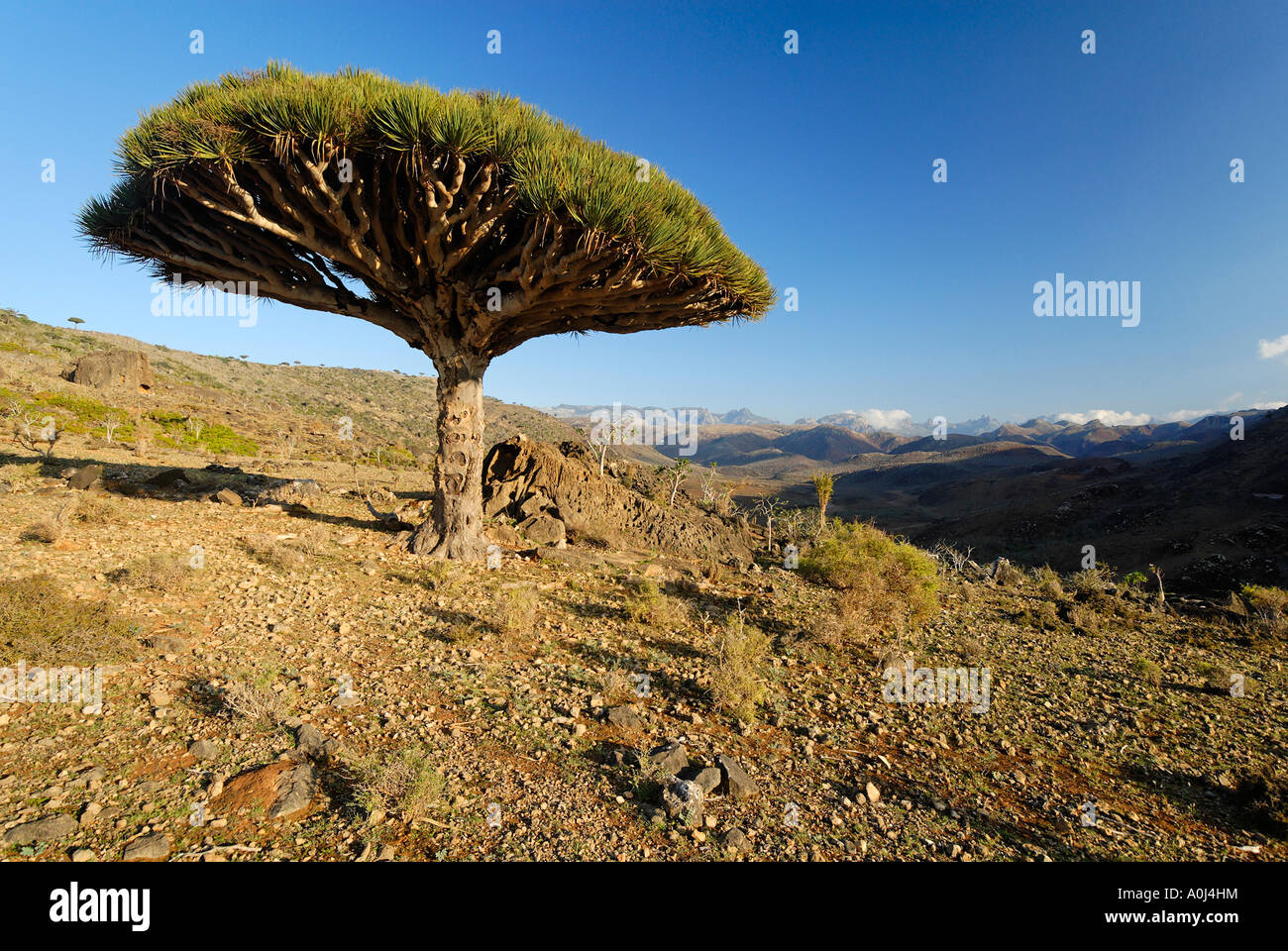 Dragon´s Blood Tree on Socotra island, UNESCO World Heritage Site ...