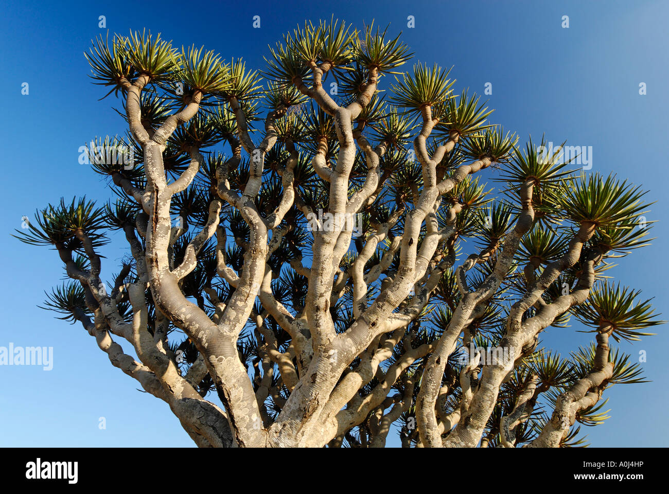 Socotra island plants hi-res stock photography and images - Alamy