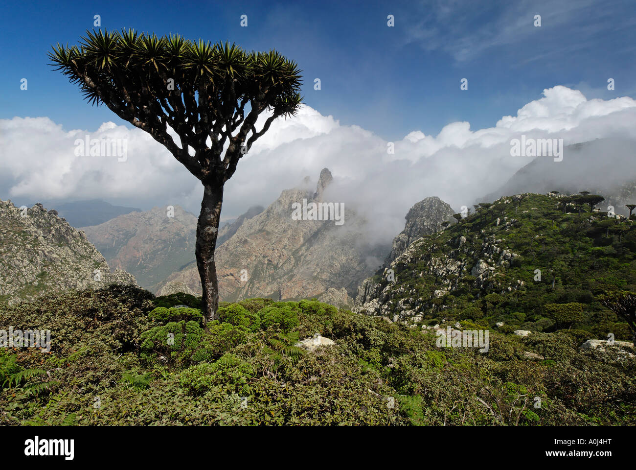 Dragon´s Blood Tree in the Haggir mountains, Socotra island, UNESCO ...