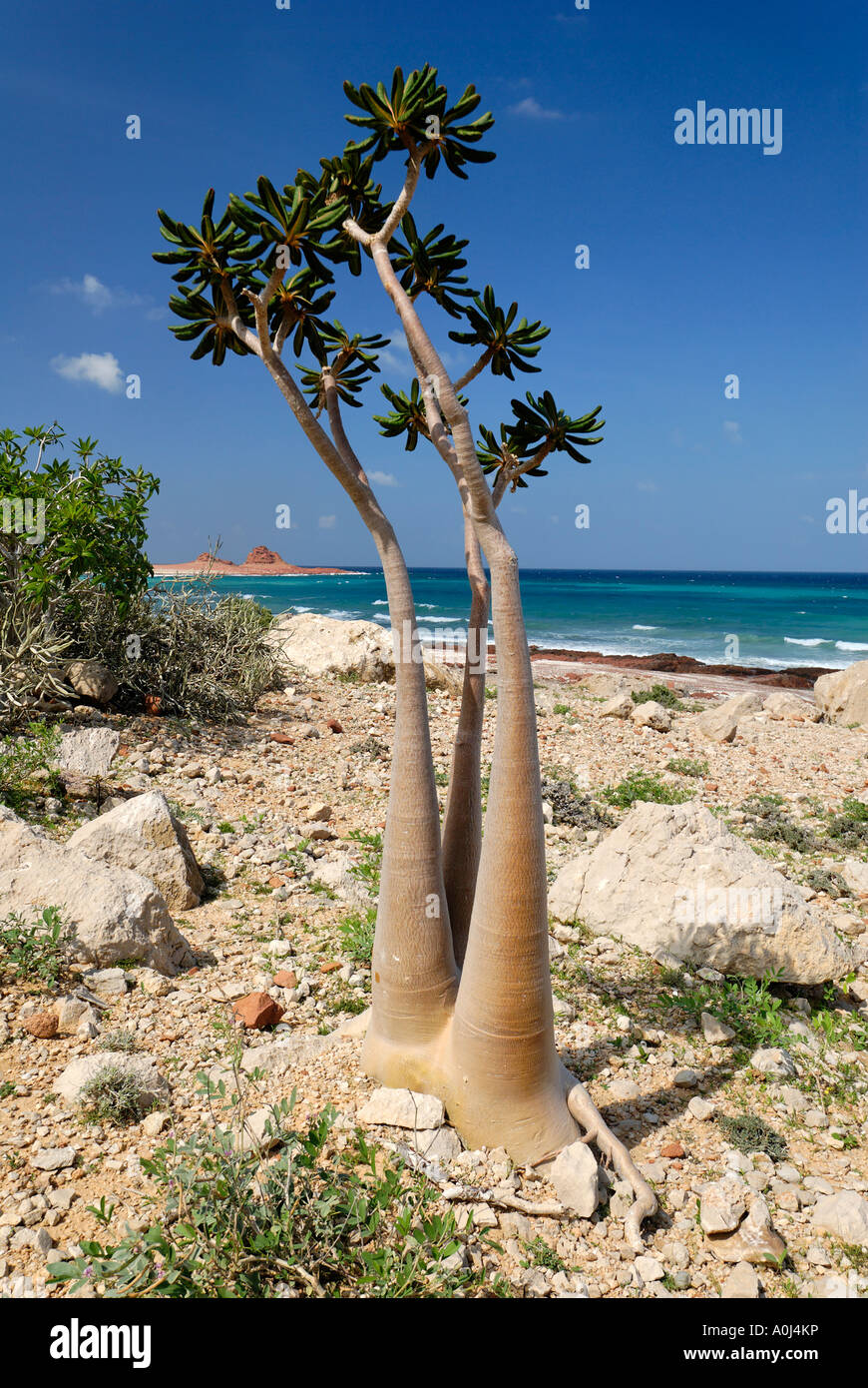 Socotra Desert Rose or Bottle Tree, adenium obesum sokotranum, Socotra ...