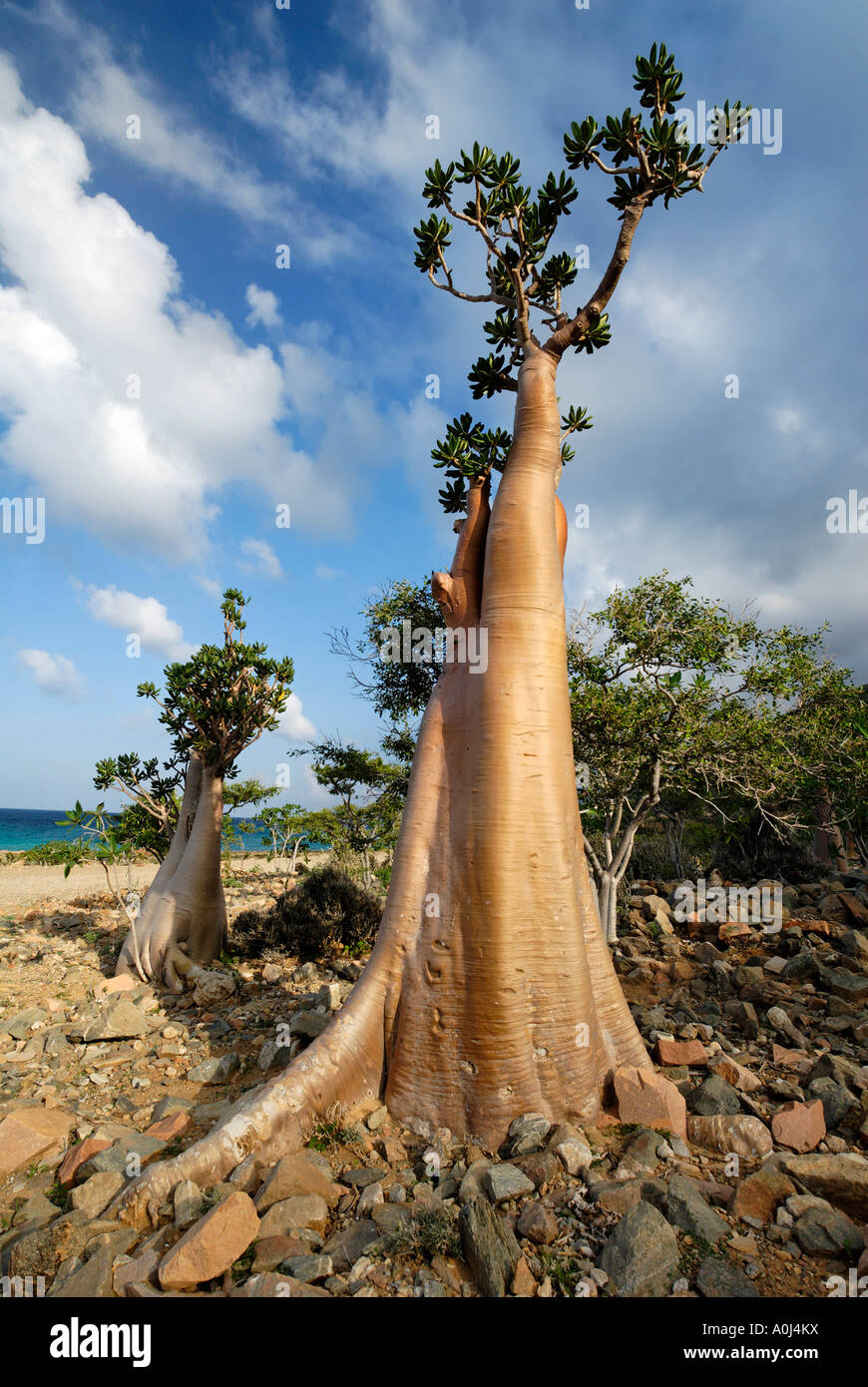 Socotra Desert Rose or Bottle Tree, adenium obesum sokotranum, Socotra ...