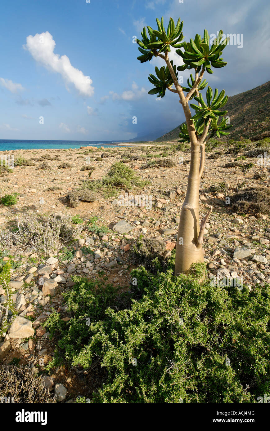 Socotra Desert Rose or Bottle Tree, adenium obesum sokotranum, Socotra ...