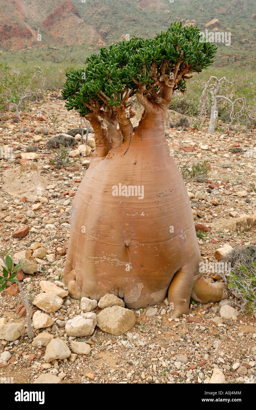 Socotra Desert Rose or Bottle Tree, adenium obesum sokotranum, Homhil ...