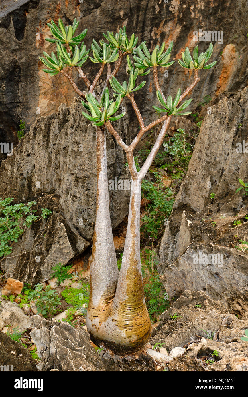 Socotra Desert Rose or Bottle Tree, adenium obesum sokotranum, Homhil ...