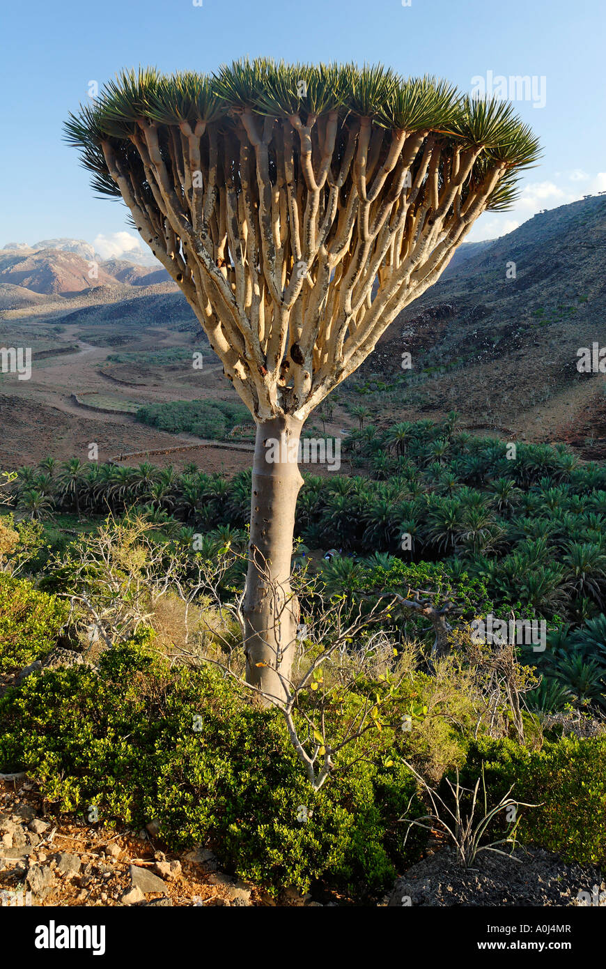 Dragon´s Blood Tree on Socotra island, UNESCO World Heritage Site ...