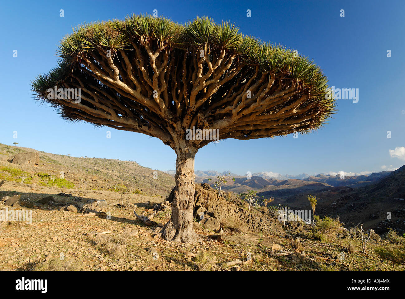 Dragon´s Blood Tree on Socotra island, UNESCO World Heritage Site ...