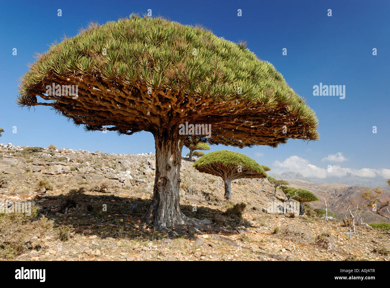 Dragon´s Blood Tree on Socotra island, UNESCO World Heritage Site ...