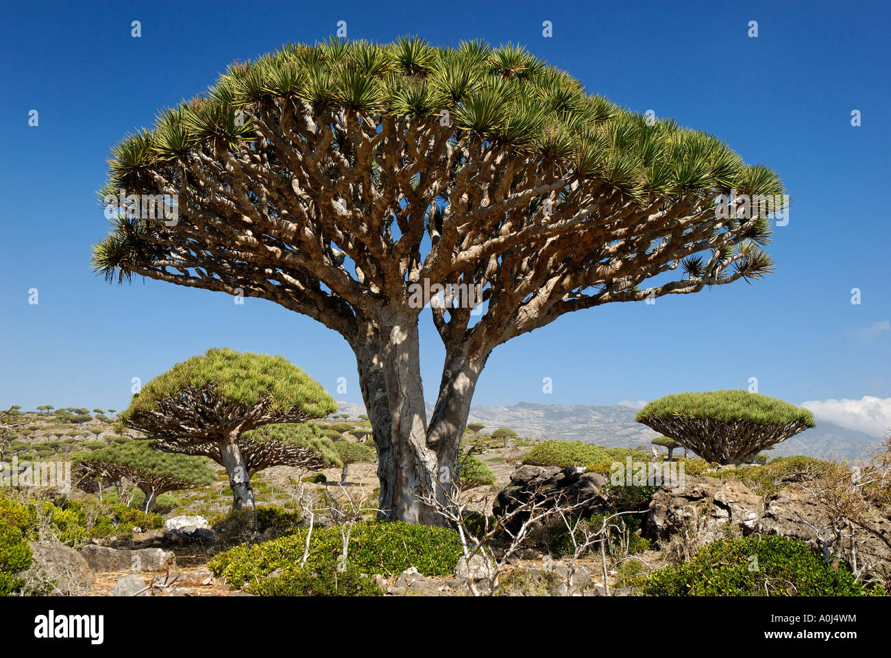 Dragon´s Blood Tree on Socotra island, UNESCO World Heritage Site ...