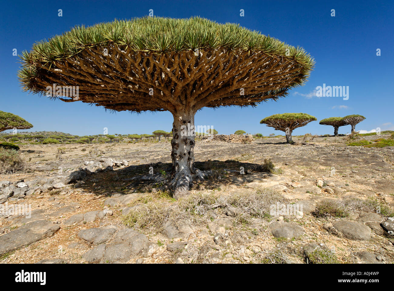 Dragon´s Blood Tree on Socotra island, UNESCO World Heritage Site ...