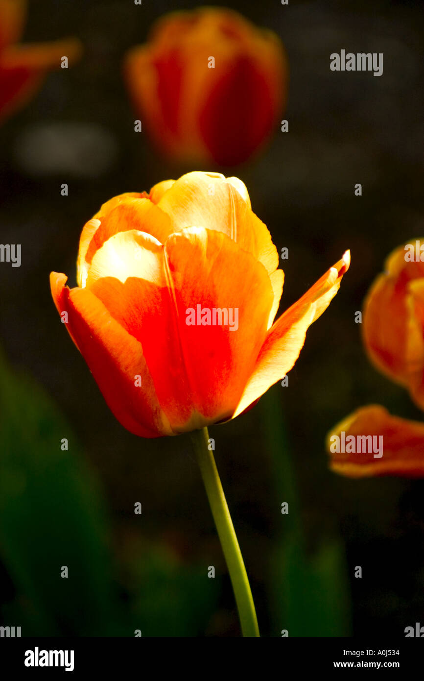 Tulip in bloom Stock Photo - Alamy