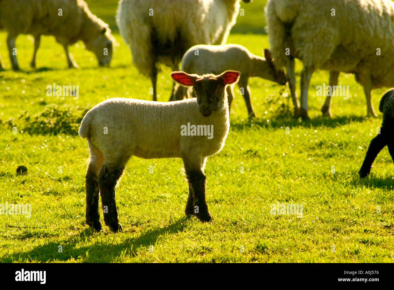 Ba lamb hi-res stock photography and images - Alamy