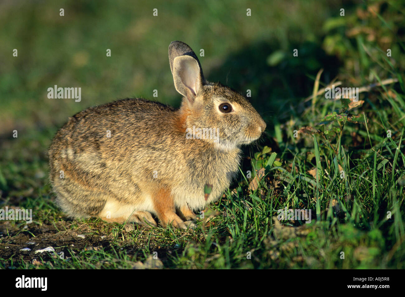 Cotton tail hi-res stock photography and images - Alamy