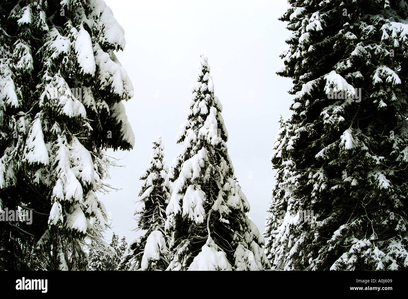 Snow covered trees Stock Photo - Alamy