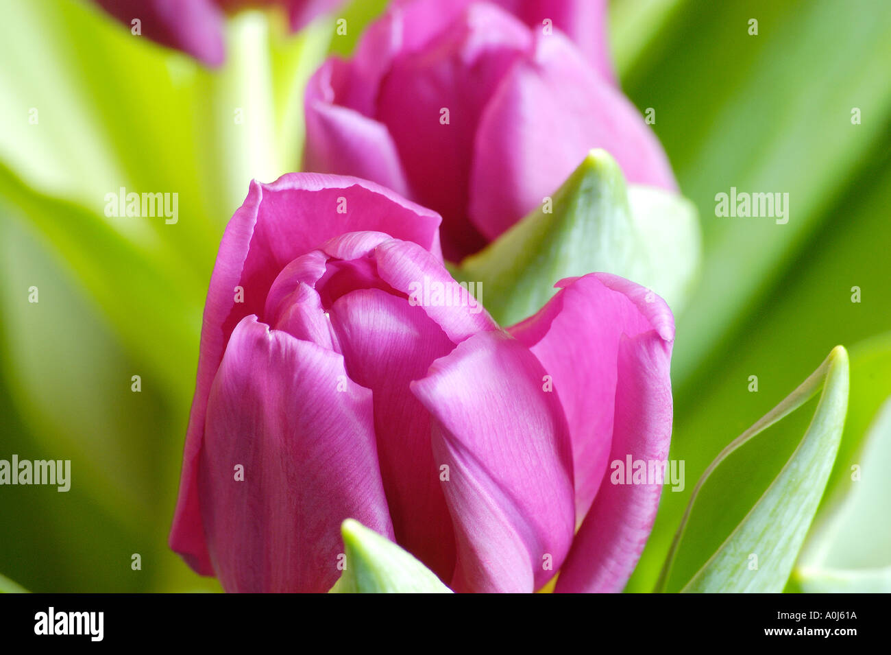 Tulips reproduction hi-res stock photography and images - Alamy