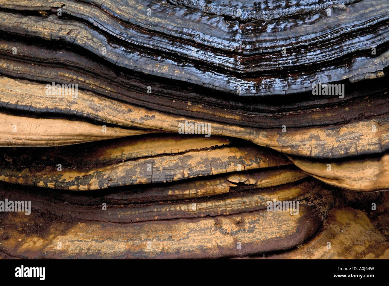 Organic fungi structures hi-res stock photography and images - Alamy