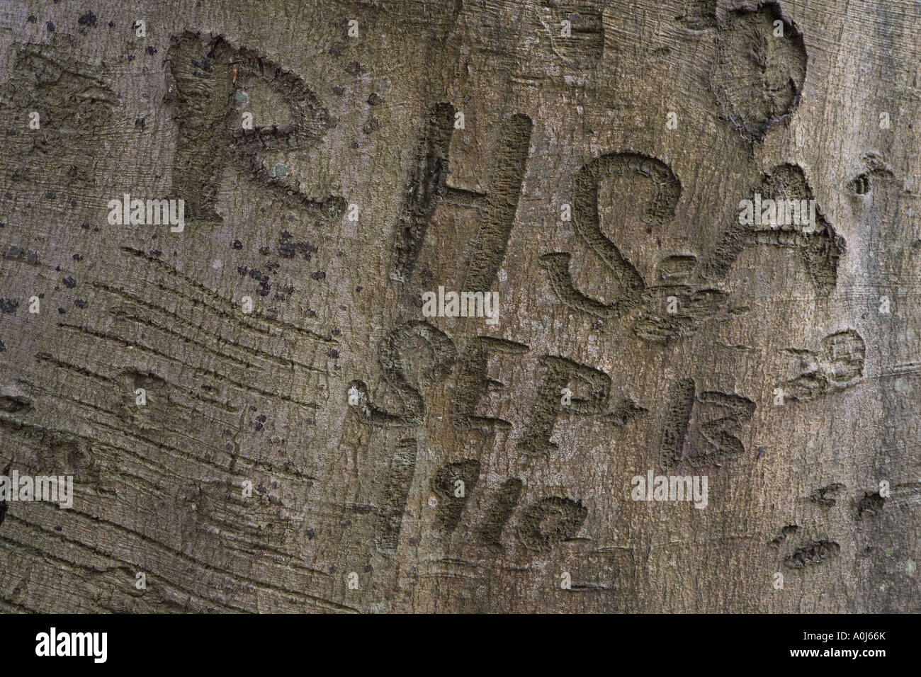 Beech tree with ancient carving from 1910 on the bark Felbrigg Norfolk ...