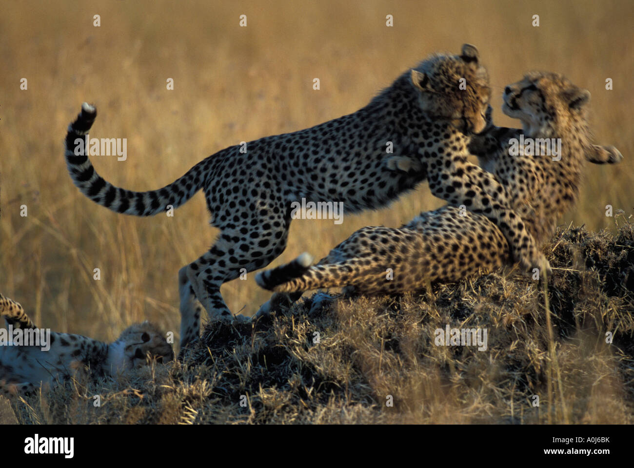 Cheetah cubs fighting hi-res stock photography and images - Alamy