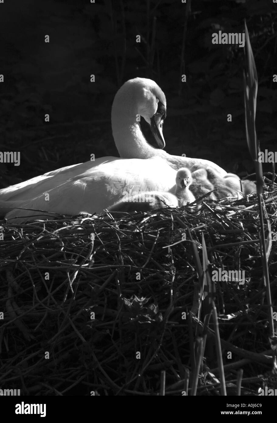 Swan cygnet on nest Stock Photo - Alamy