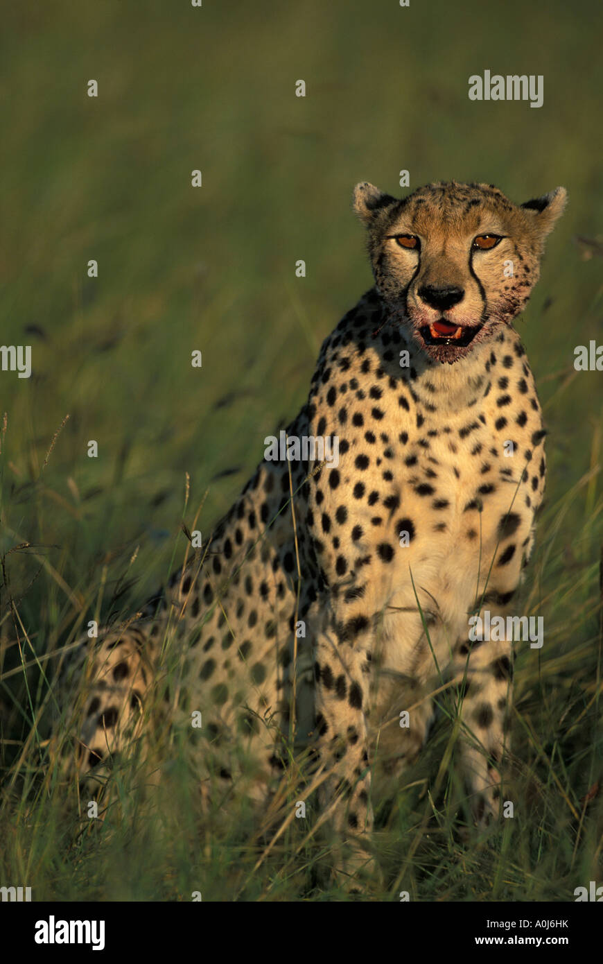 Cheetah blood on face hi-res stock photography and images - Alamy