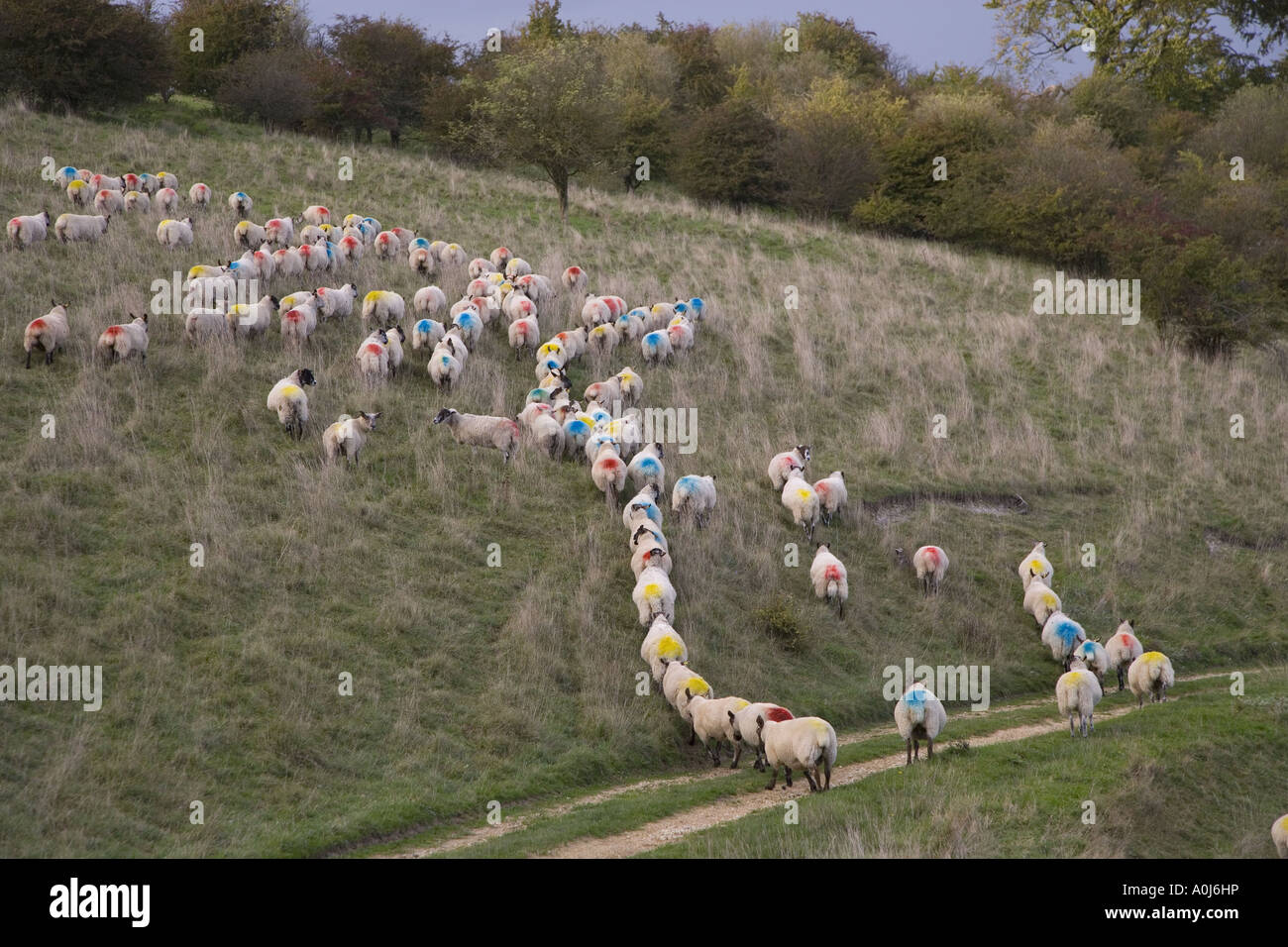 Sheep flock of ewes on Ivinghoe Beacon in the Chilterns at tupping time ...