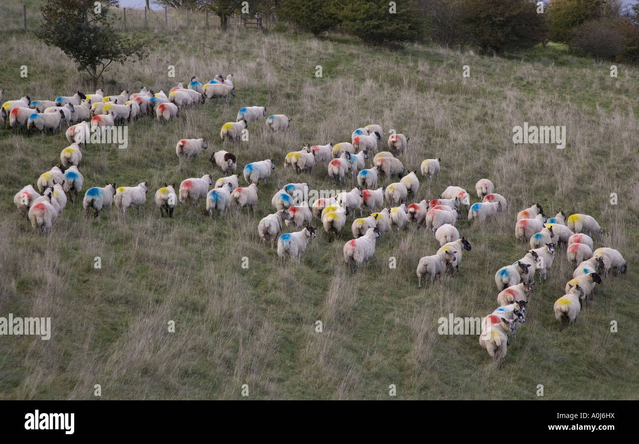 Sheep flock of ewes on Ivinghoe Beacon in the Chilterns at tupping time ...