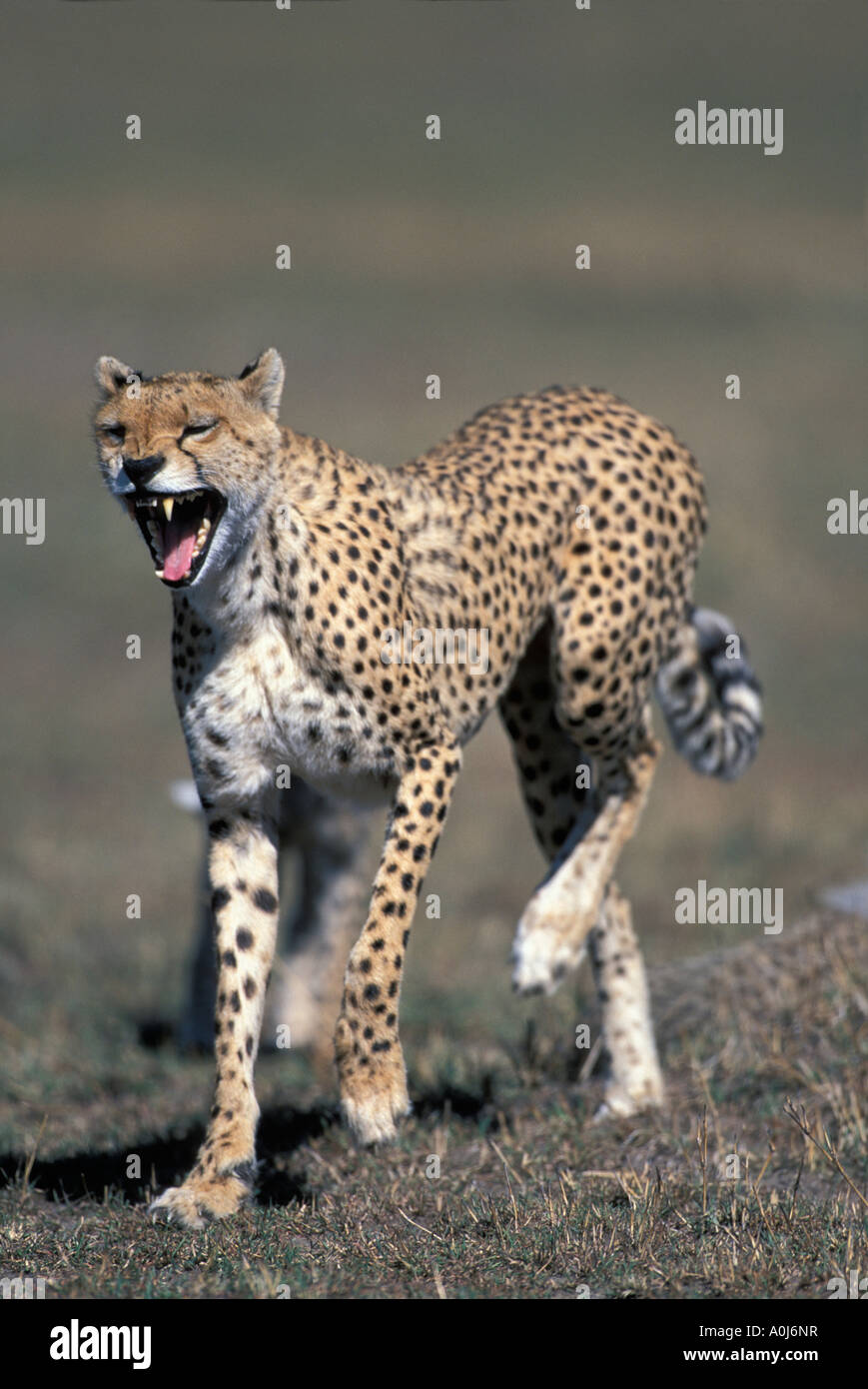 Female cheetah walking across masai mara hi-res stock photography and ...