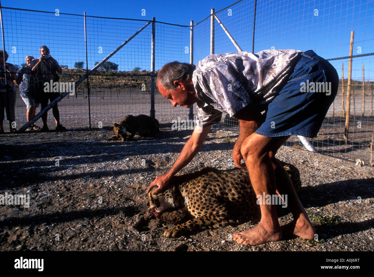 Africa Namibia Keetmanshoop Rancher pets captive Cheetah Acinonyx ...