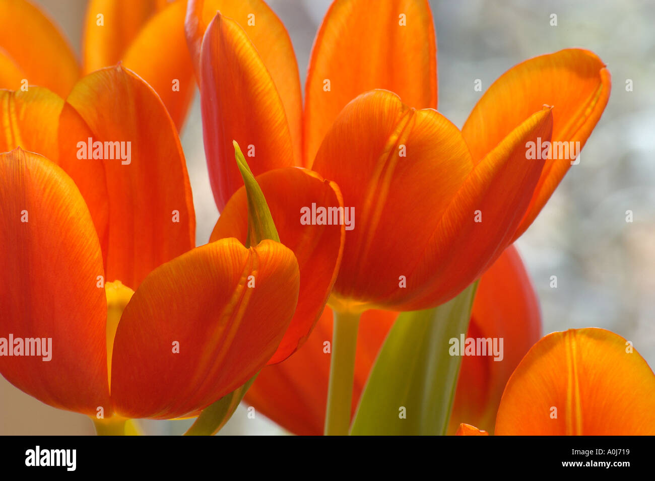Tulips reproduction hi-res stock photography and images - Alamy