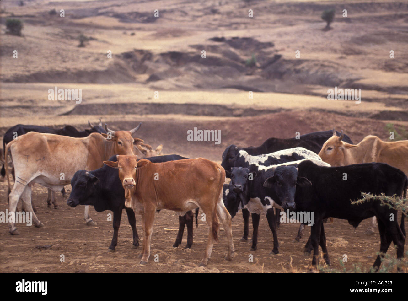 Masai cattle in an arid land in the masai area Oloitoshola Tanzania ...