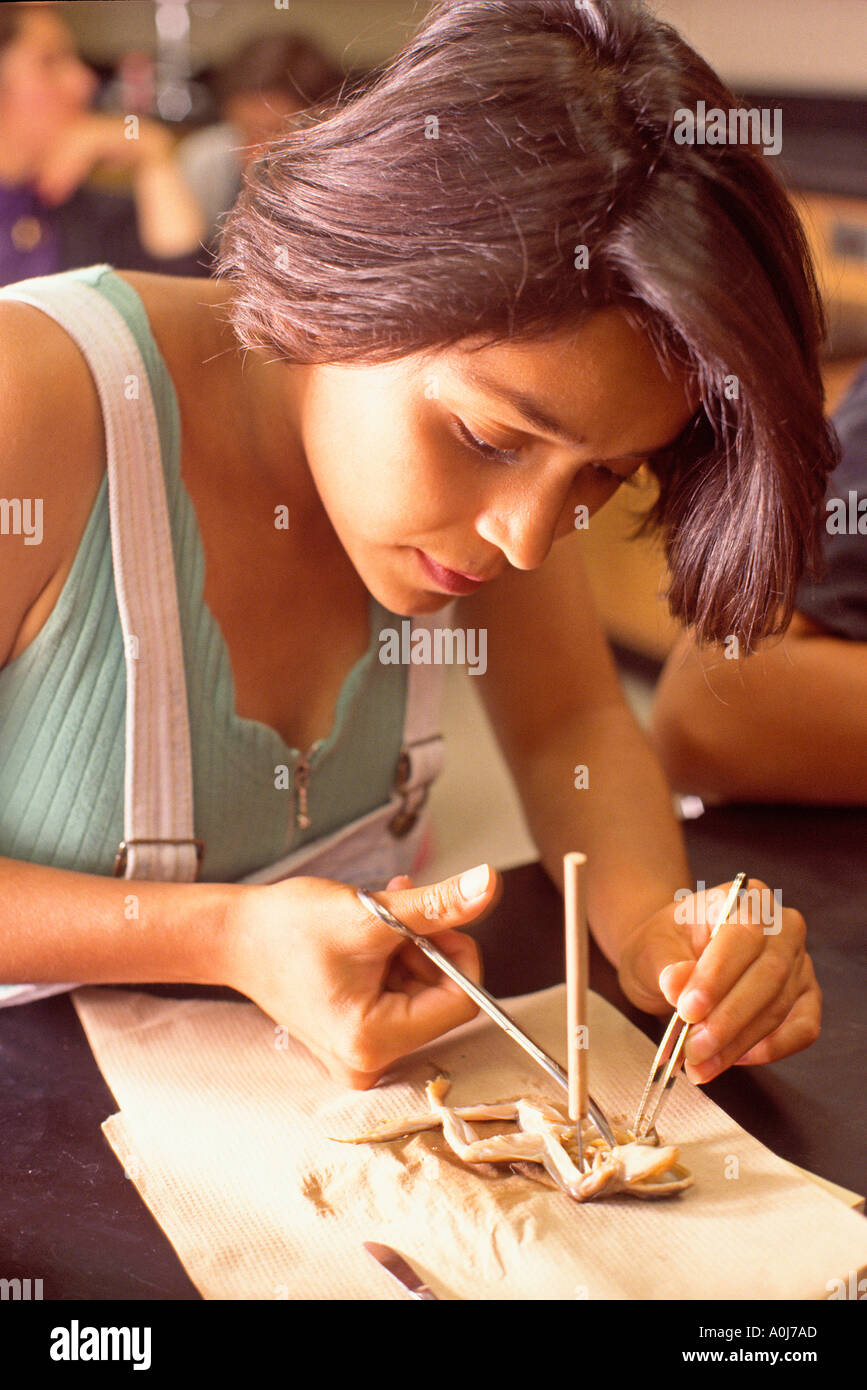 Girl dissecting frog hi-res stock photography and images - Alamy