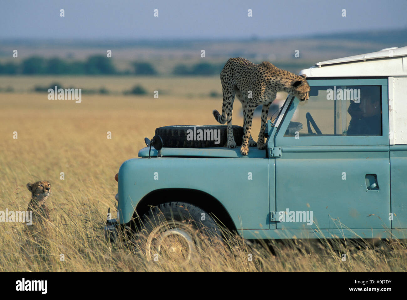 Kenya Masai Mara Game Reserve MR Cheetahs Acinonyx jubatas play on hood ...
