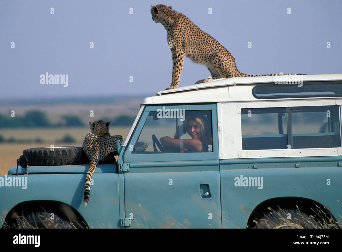 Cheetah on land rover masai mara hi-res stock photography and images ...