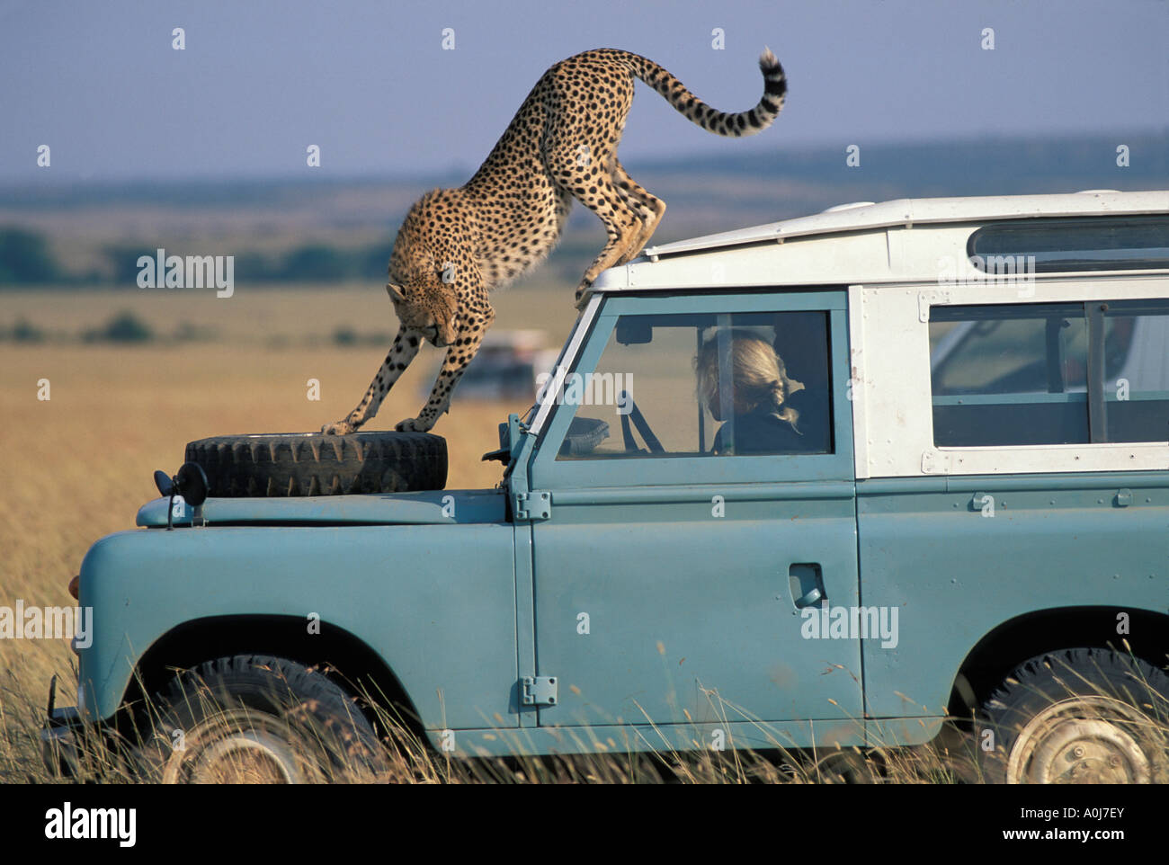 Kenya Masai Mara Game Reserve MR Cheetahs Acinonyx jubatas play on hood ...