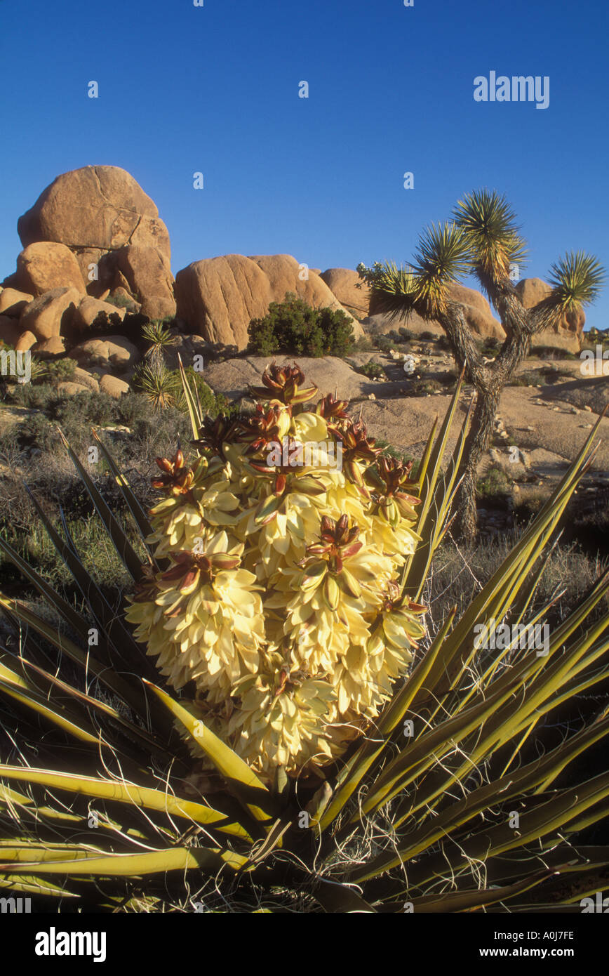 Joshua Tree National Park Yucca Valley in Mohave desert California USA ...