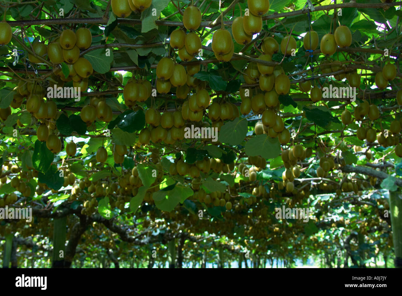 Kiwifruit Orchard Stock Photos & Kiwifruit Orchard Stock Images - Alamy