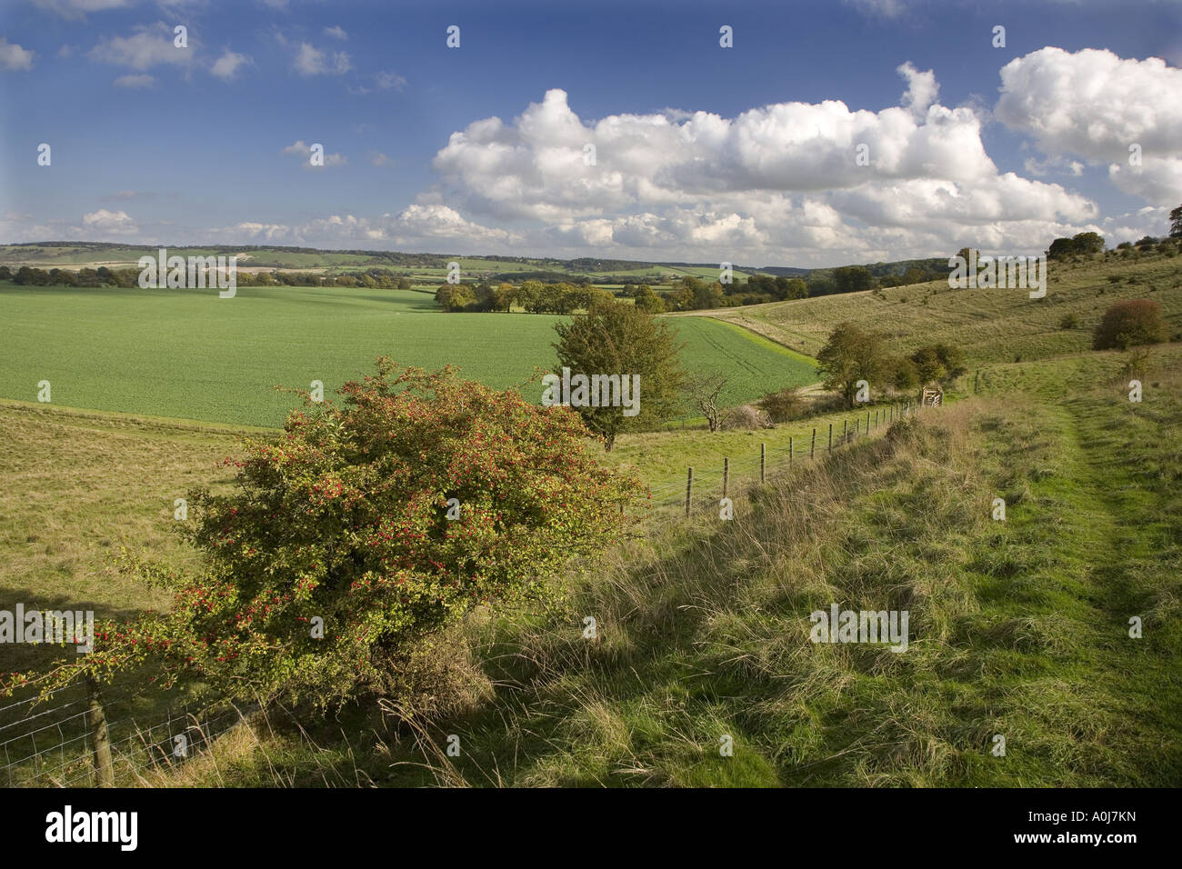 Ivinghoe Hills Buckingshire UK October Stock Photo - Alamy